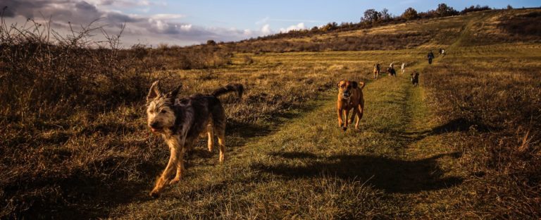 Rainbow Animal Rescue – Saving Animals…One at a Time
