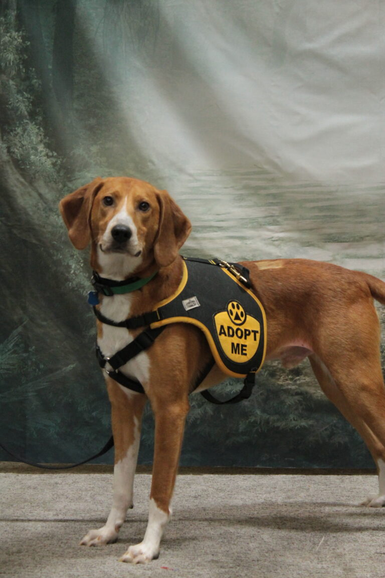 Adoptable Dogs – Rainbow Animal Rescue