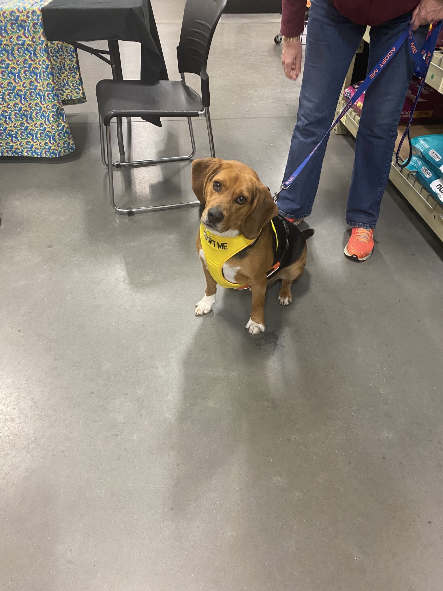 Adoptable Dogs – Rainbow Animal Rescue