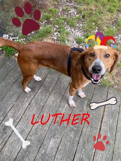 Adoptable Dogs – Rainbow Animal Rescue