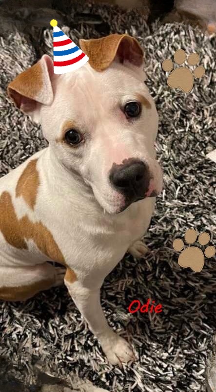 Adoptable Dogs – Rainbow Animal Rescue