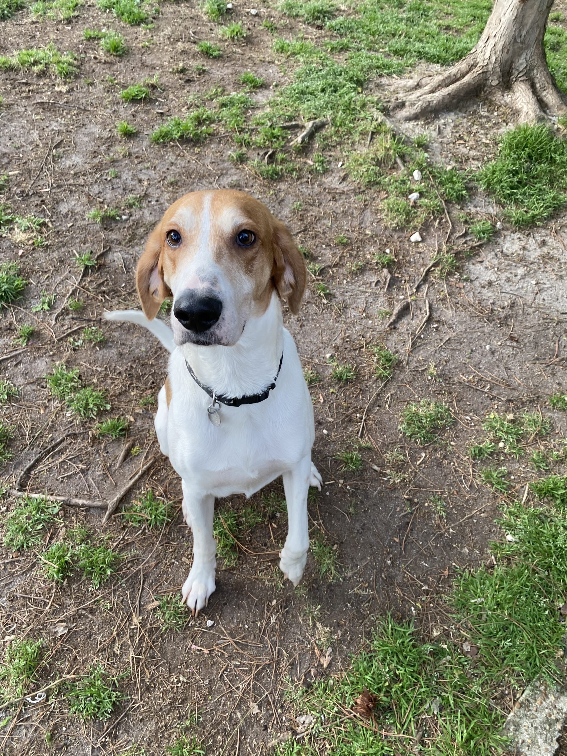 Adoptable Dogs – Rainbow Animal Rescue