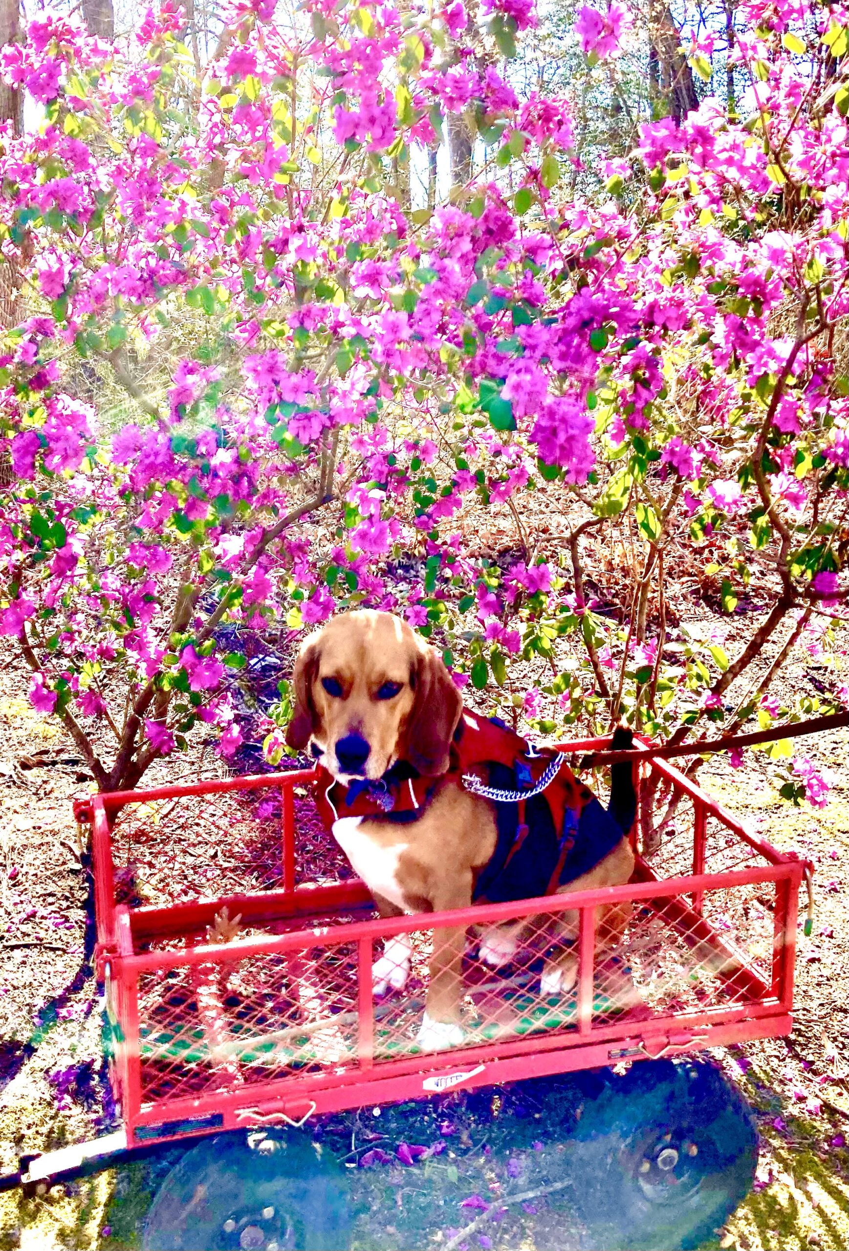 Adoptable Dogs – Rainbow Animal Rescue