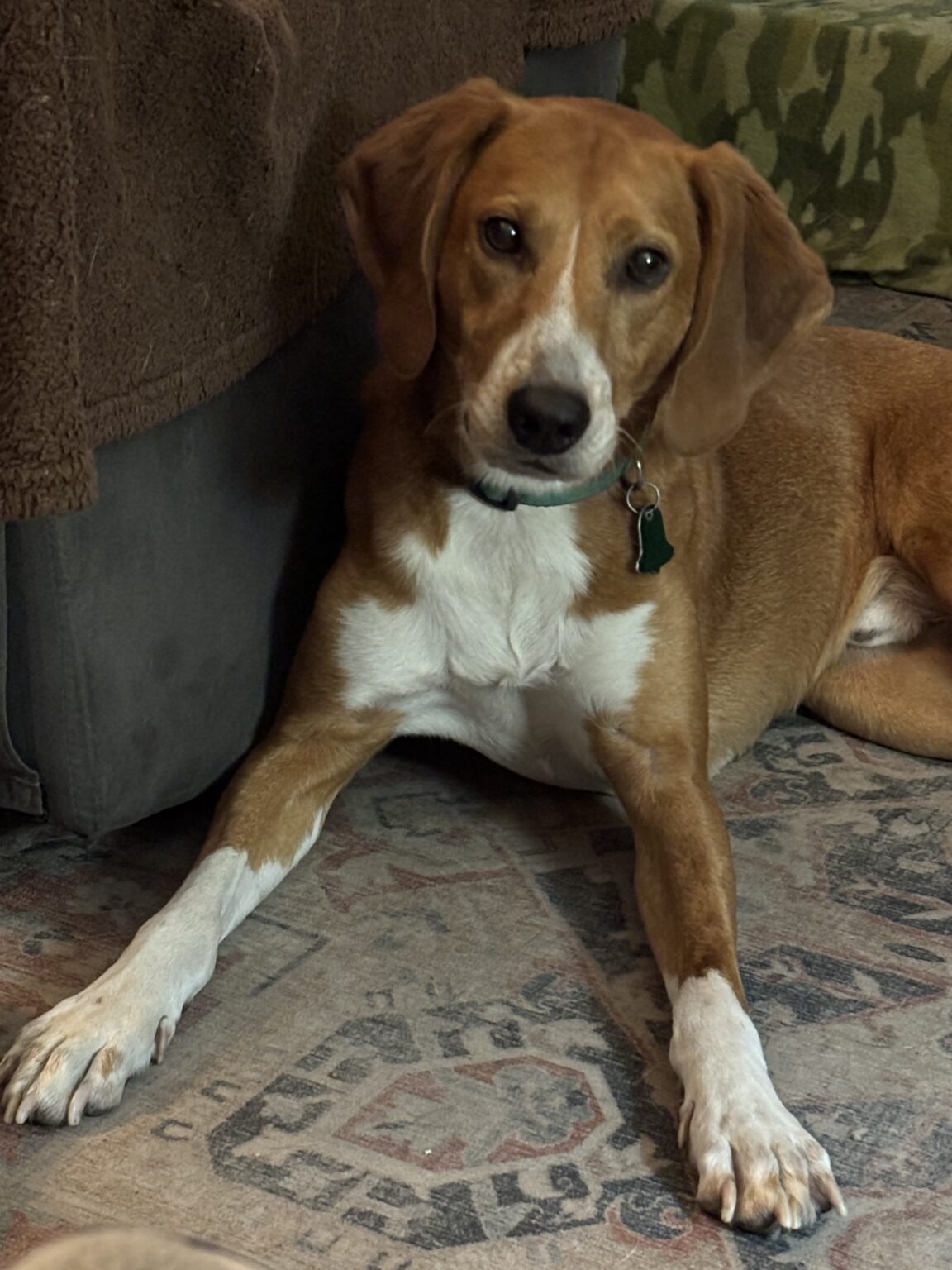 Adoptable Dogs – Rainbow Animal Rescue